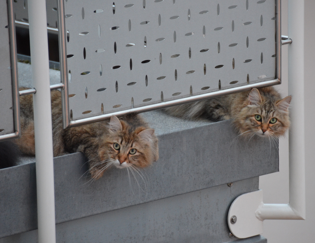 Geländer - Markus Rebmann